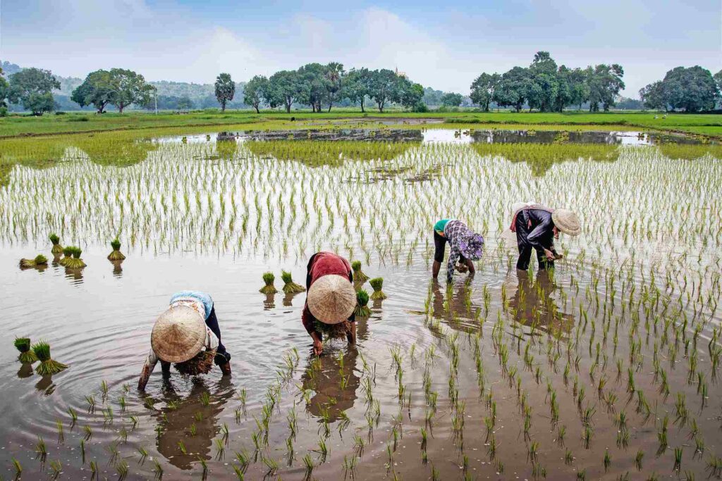 What is Indica Rice (Jasmine Rice)? - Tasvel.
